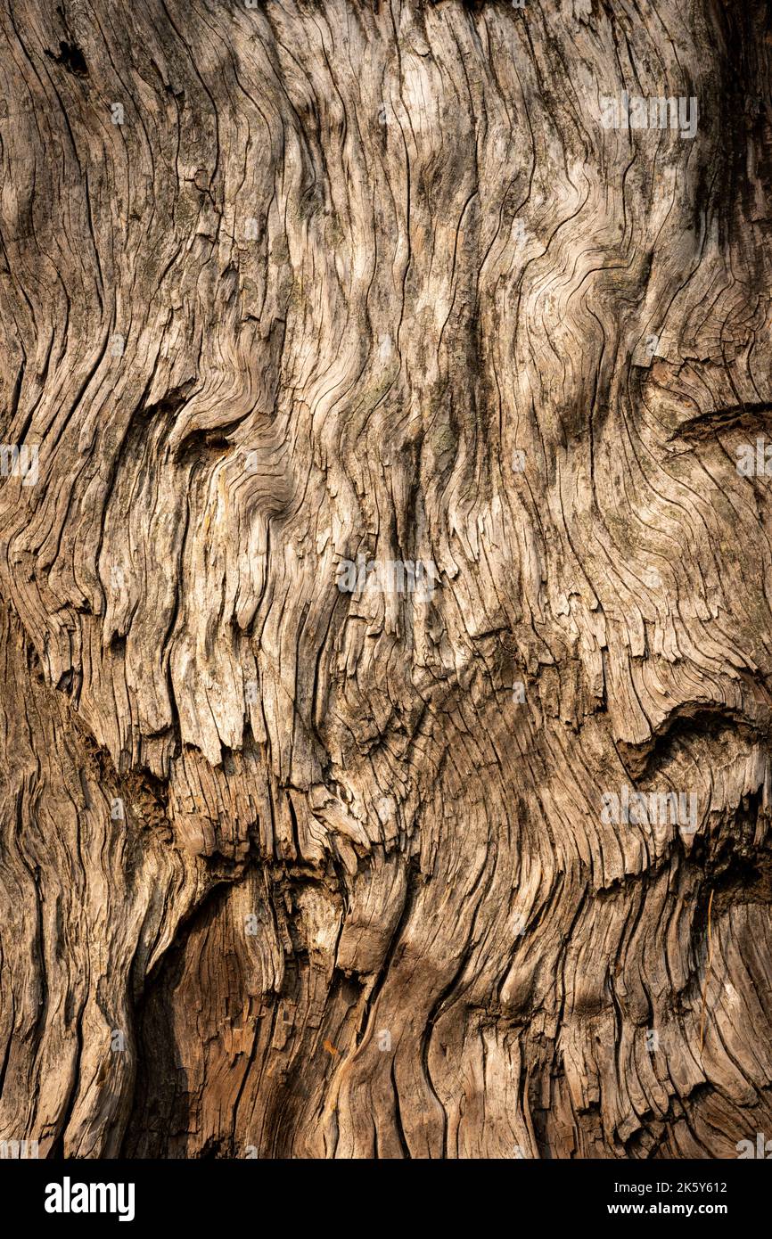 Close Up Texture of Dried Sequoia Wood on tree in Yosemite National ...