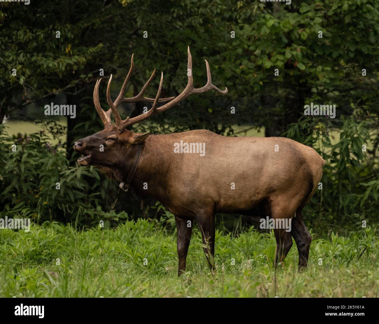 Collared bull elk hi-res stock photography and images - Alamy