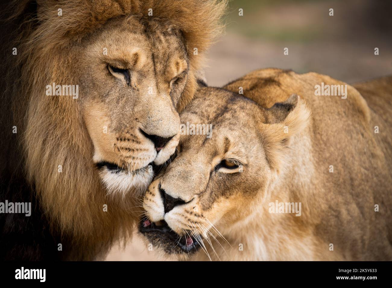 Intimate moment shared by this loving African lion couple, Mighty wild ...
