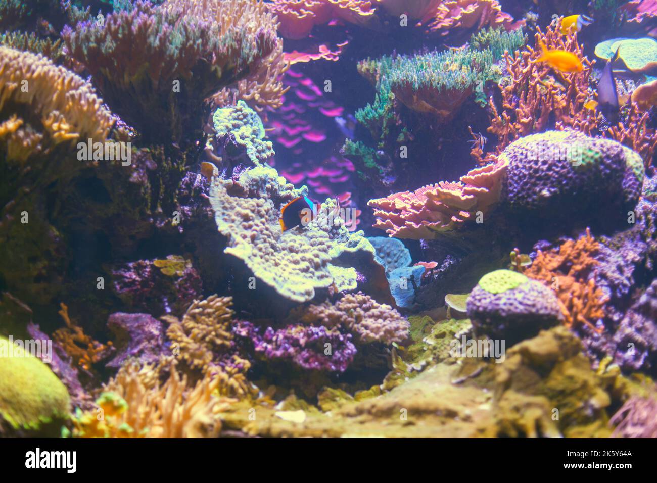 Caribbean underwater impressive coral reefs hi-res stock photography ...