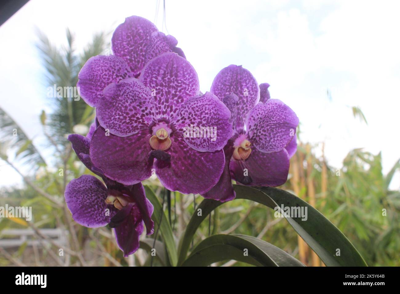 Selective focus of beautiful Vanda pure wax blue "PLE" orchid flowers ...