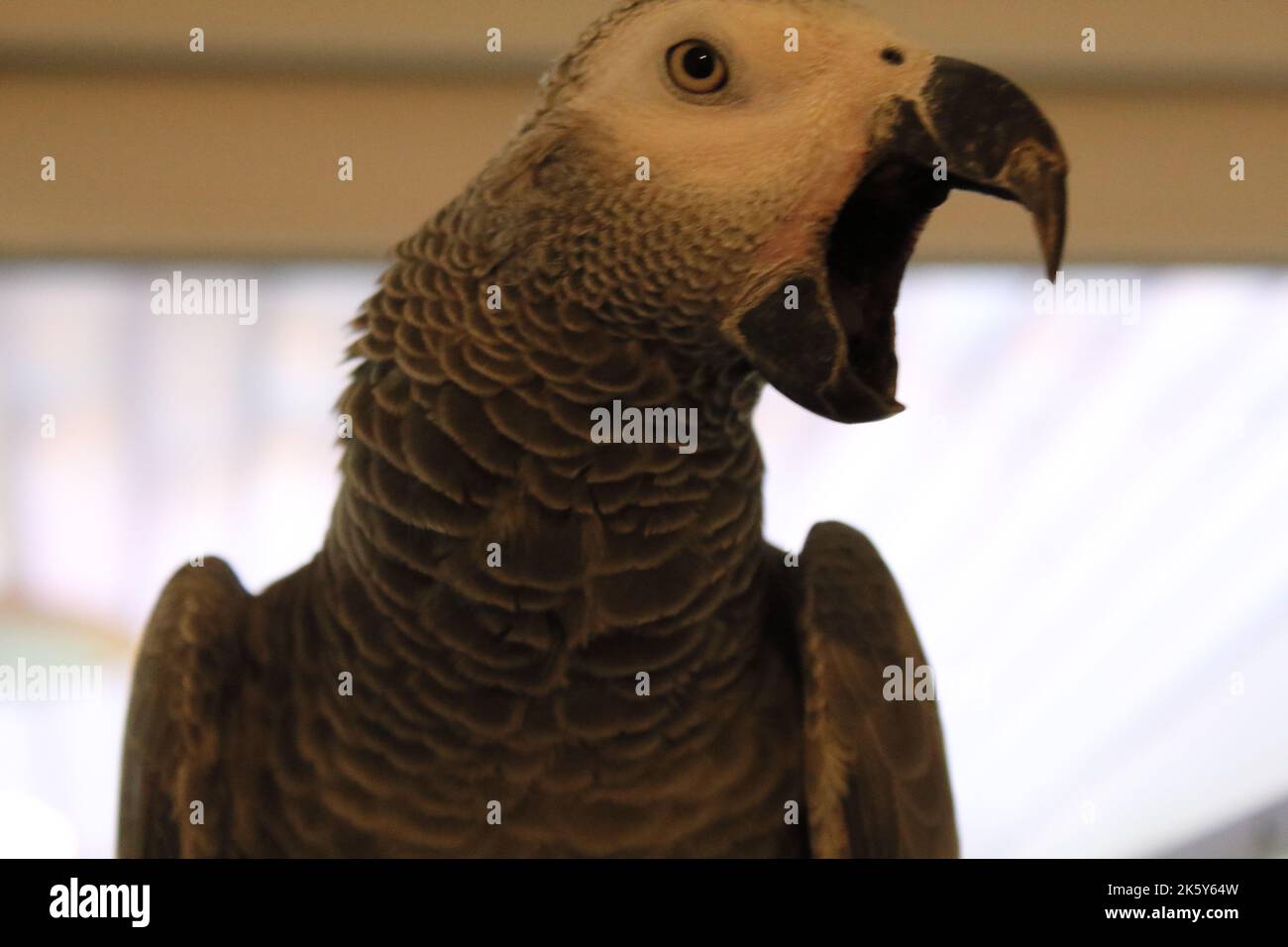 A closeup shot of a beautiful African gray parrot with his beak wide ...