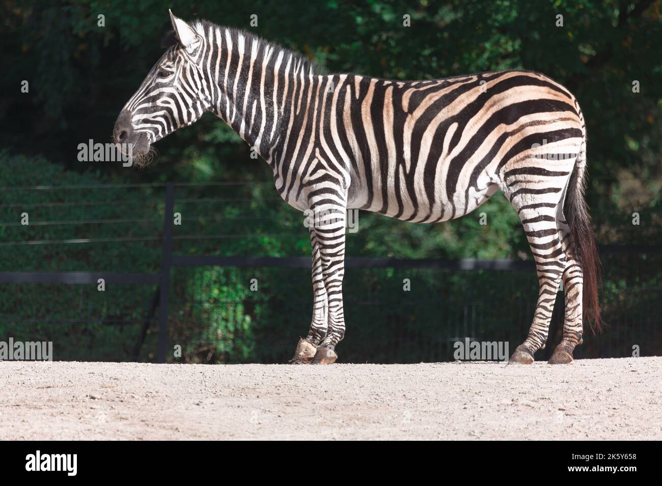 Chapmans zebra zoo hi-res stock photography and images - Alamy