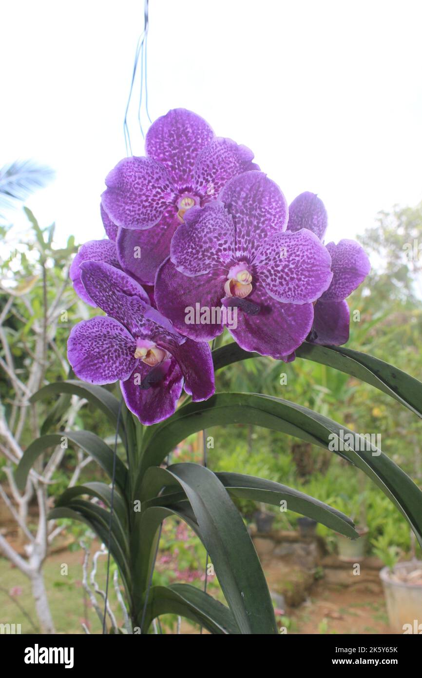 Selective focus of beautiful Vanda pure wax blue "PLE" orchid flowers ...