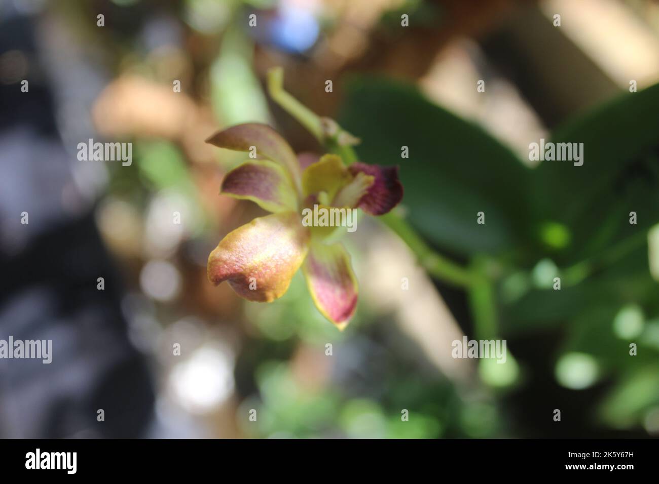 Selective focus of beautiful dendrobium orchid (Dendrobium sp.) flower ...