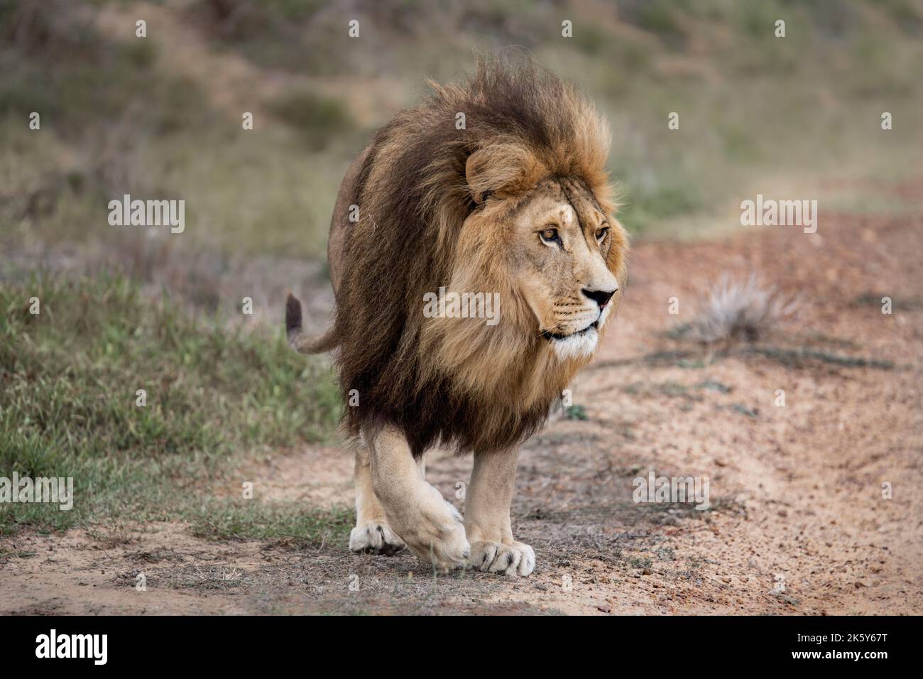 Lion - great wild cat native to Africa and India, this beautiful animal ...
