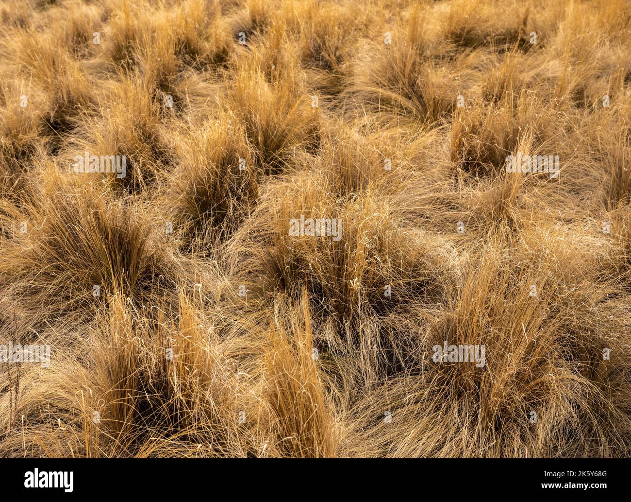 Golden tufts hi-res stock photography and images - Alamy