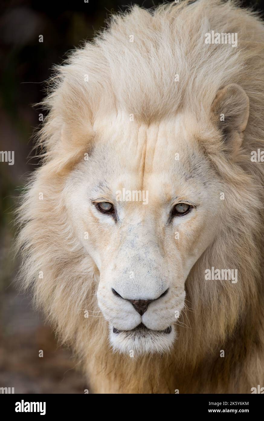 Majestic and rare African white lion king of the jungle - Mighty wild ...