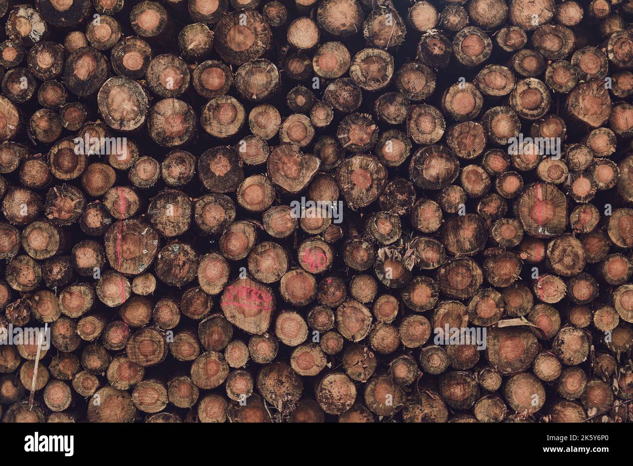 cross section of piled up logs. High quality photo Stock Photo - Alamy