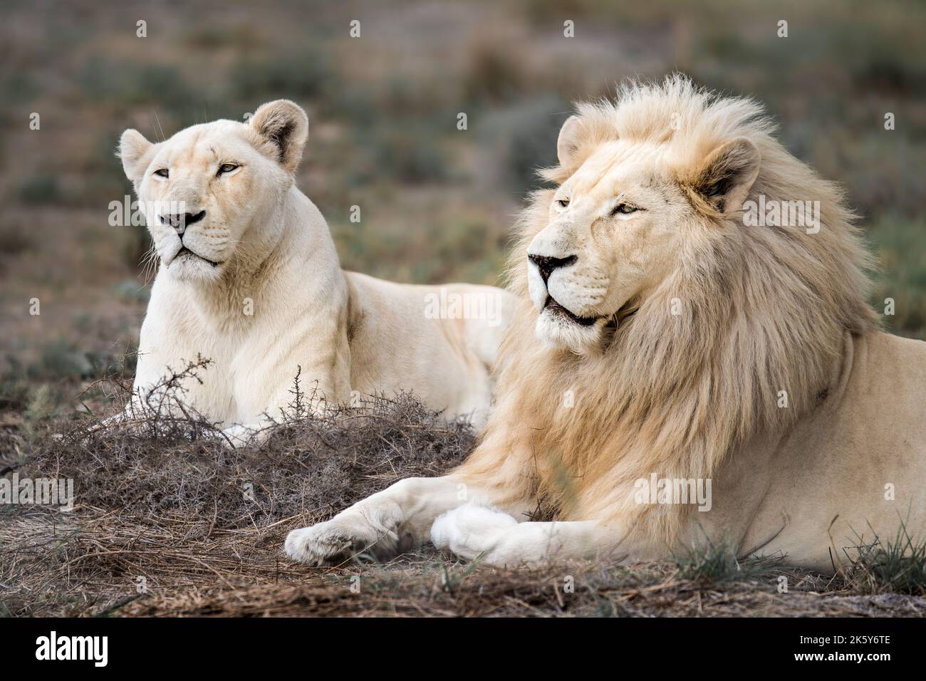 Majestic and rare African white lion king of the jungle - Mighty wild ...