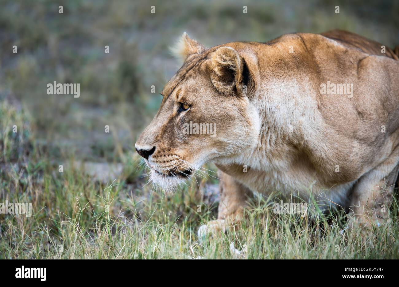 Majestic African lioness Queen of the jungle - Mighty wild animal of ...
