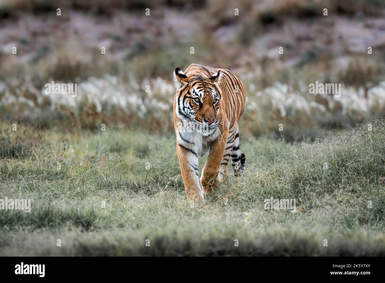 Tiger wildlife scene. Great big cat in nature. This powerful predator ...