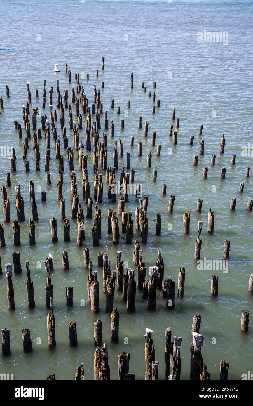 A VIEW OF A WILLOW TREE Stock Photo - Alamy