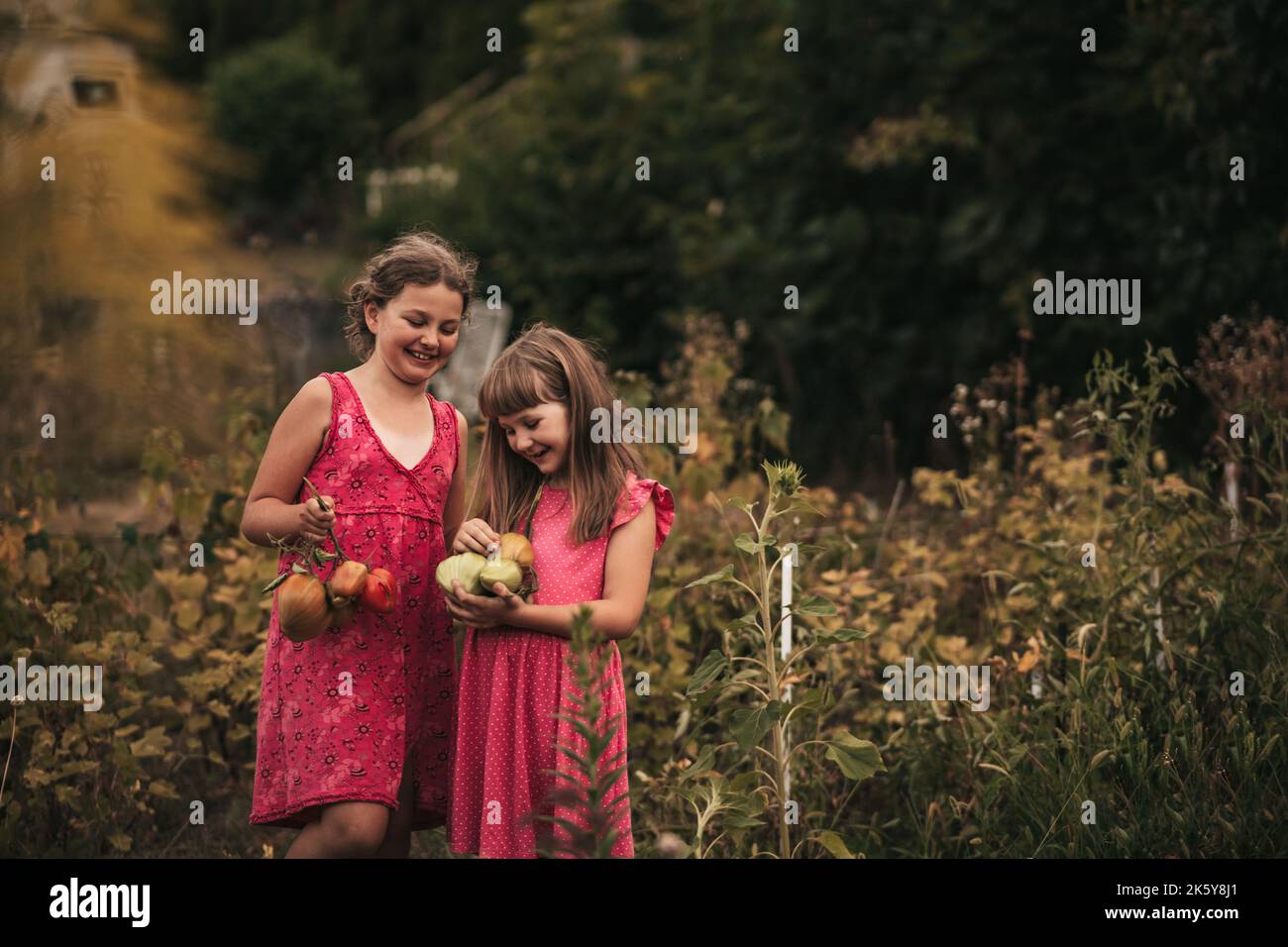 two little girls harvesting tomato in the vegetable garden Stock Photo ...