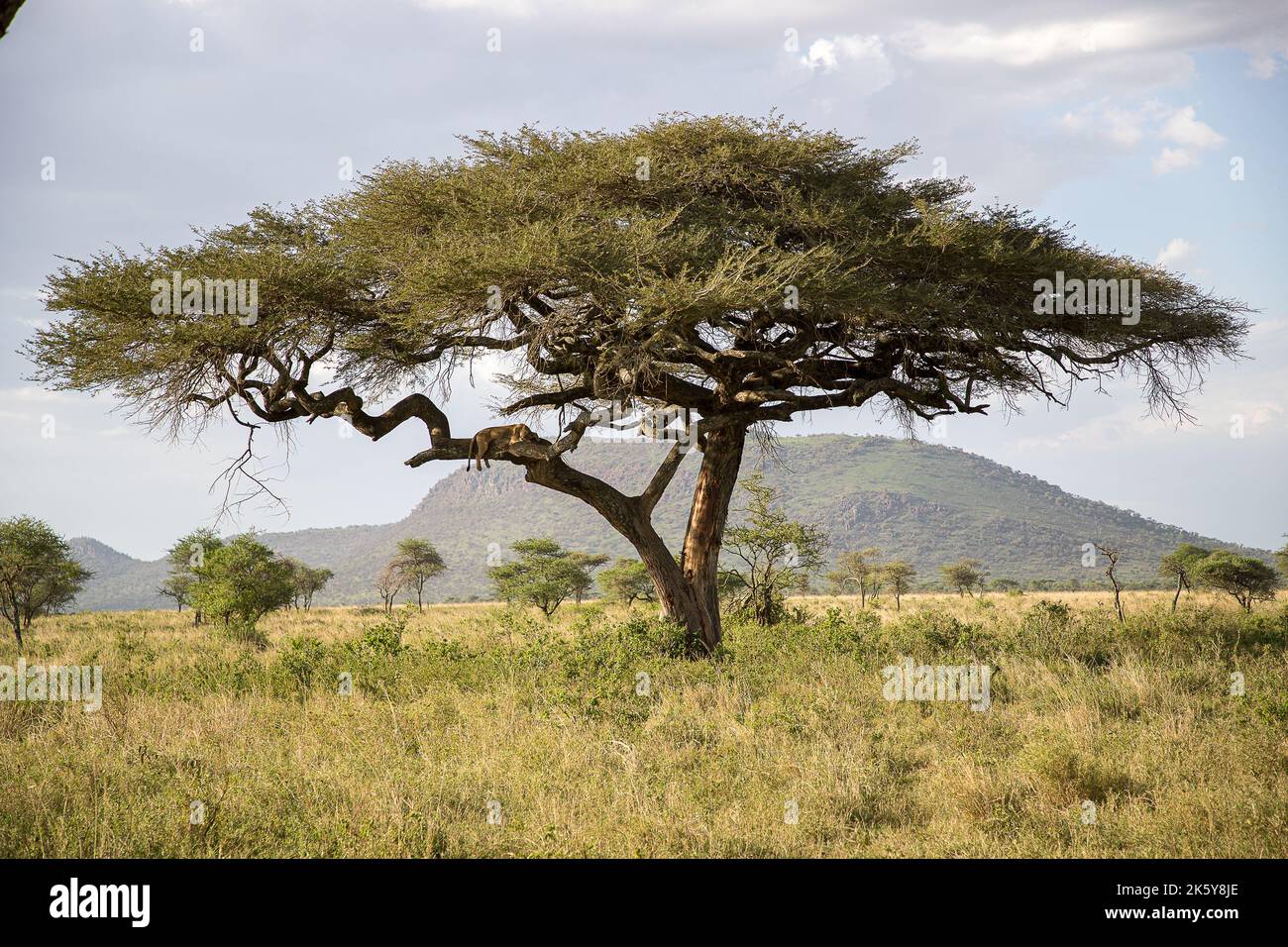 A tall acacia tree in the Tanzania Safari Wildlife in Africa under a ...