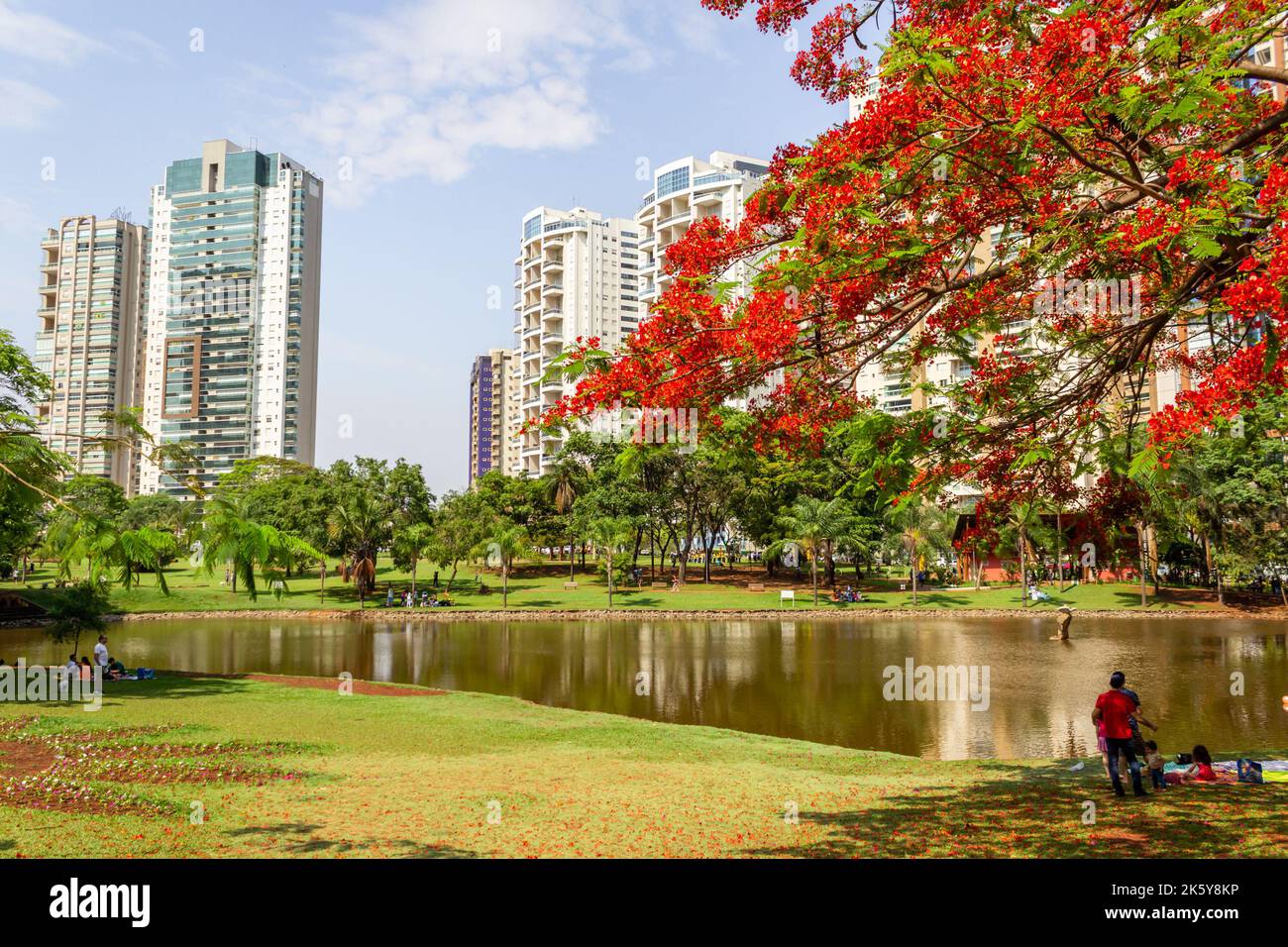 Goiânia, Goias, Brazil – October 09, 2022: A landscape of Flamboyant ...