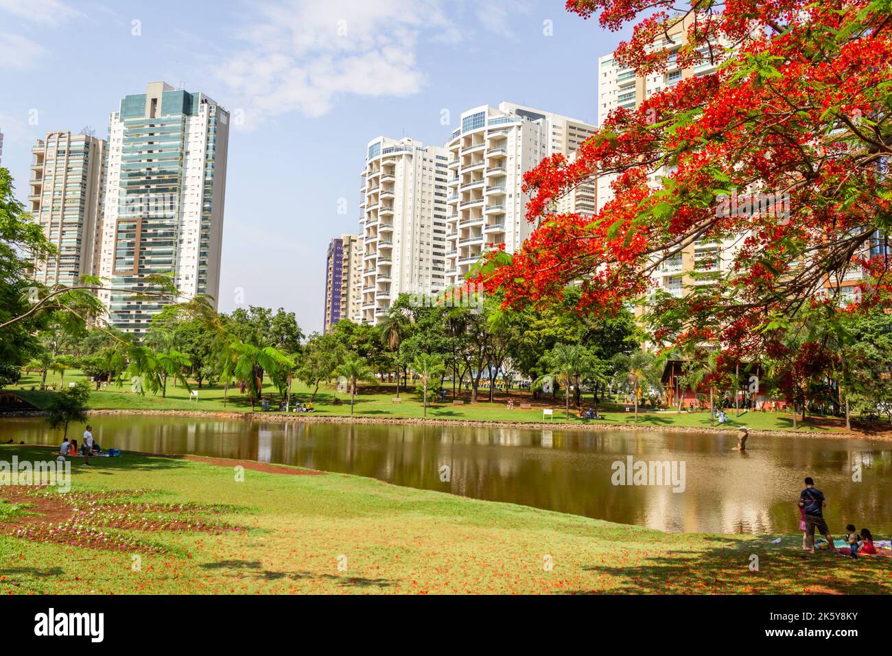 Goiânia, Goias, Brazil – October 09, 2022: A landscape of Flamboyant ...