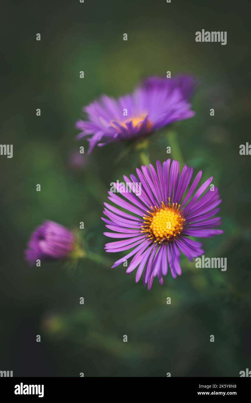 Peratls hi-res stock photography and images - Alamy