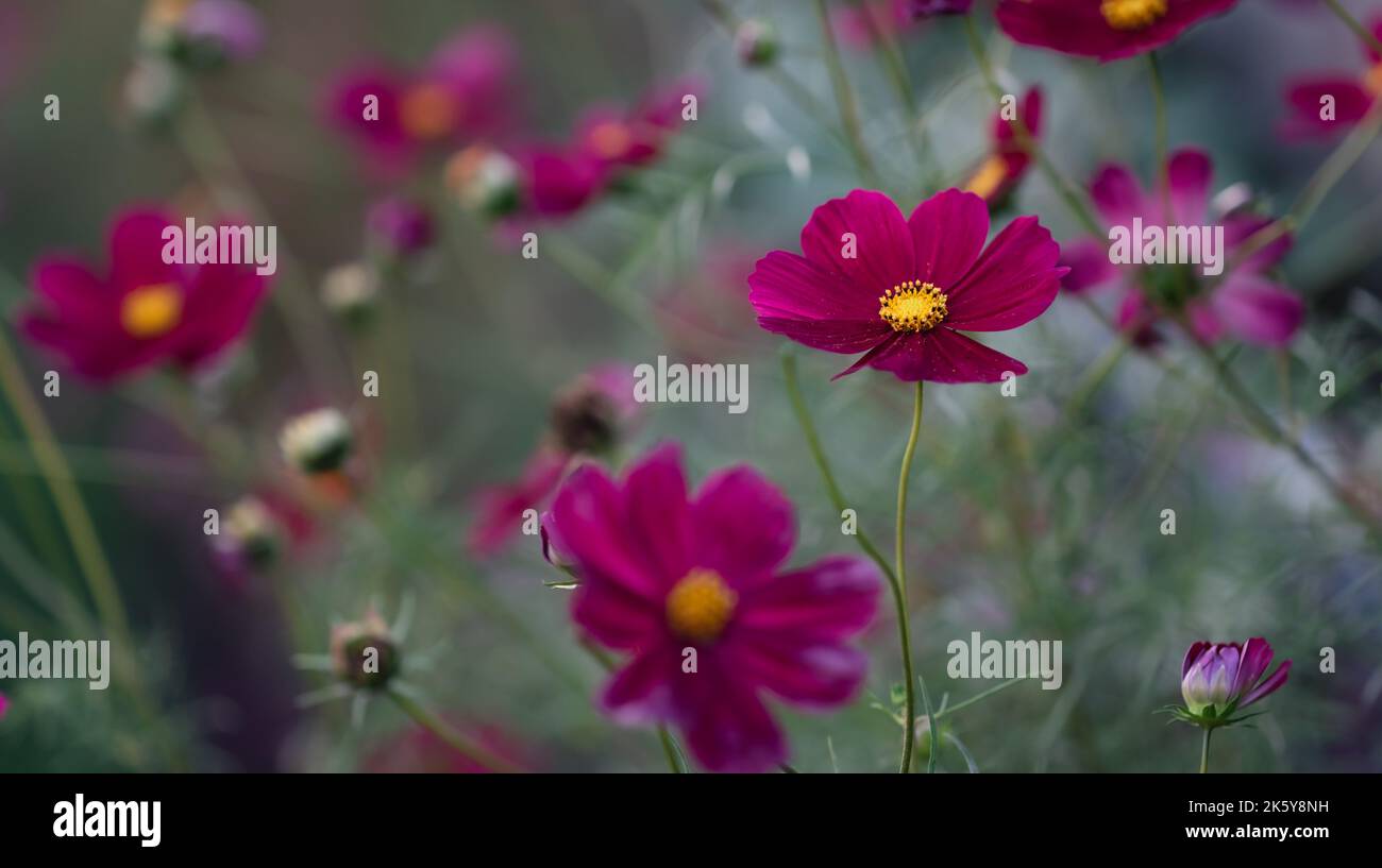 Red cosmos flowers garden hi-res stock photography and images - Alamy