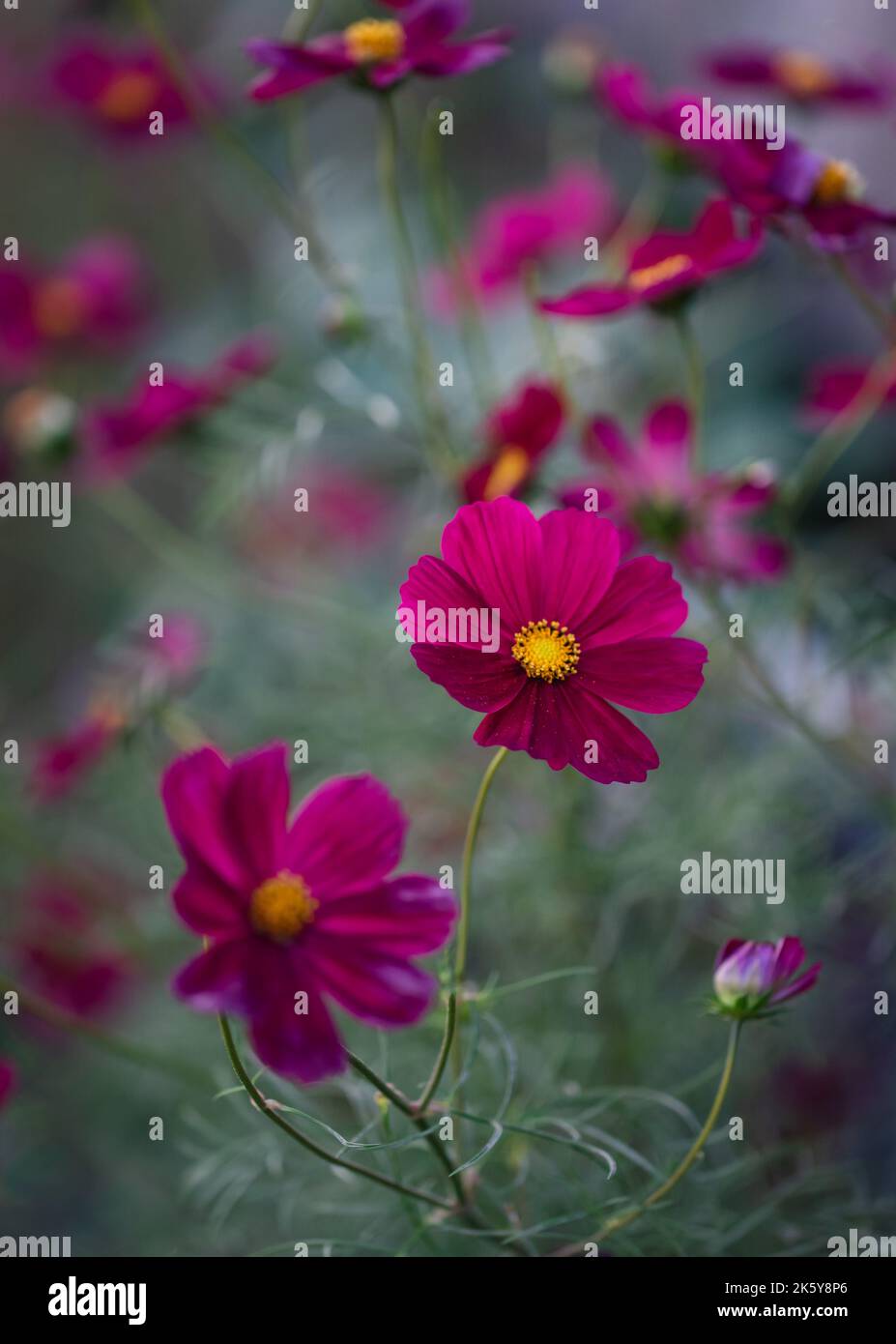 Beautiful pink garden cosmos in hi-res stock photography and images - Alamy