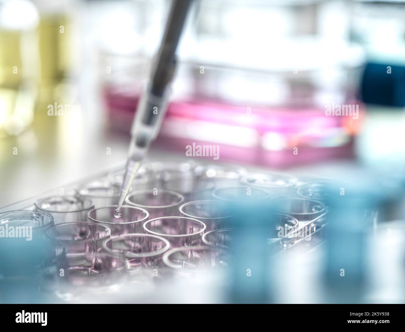 Scientist pipetting samples into a multi well plate in the lab Stock ...