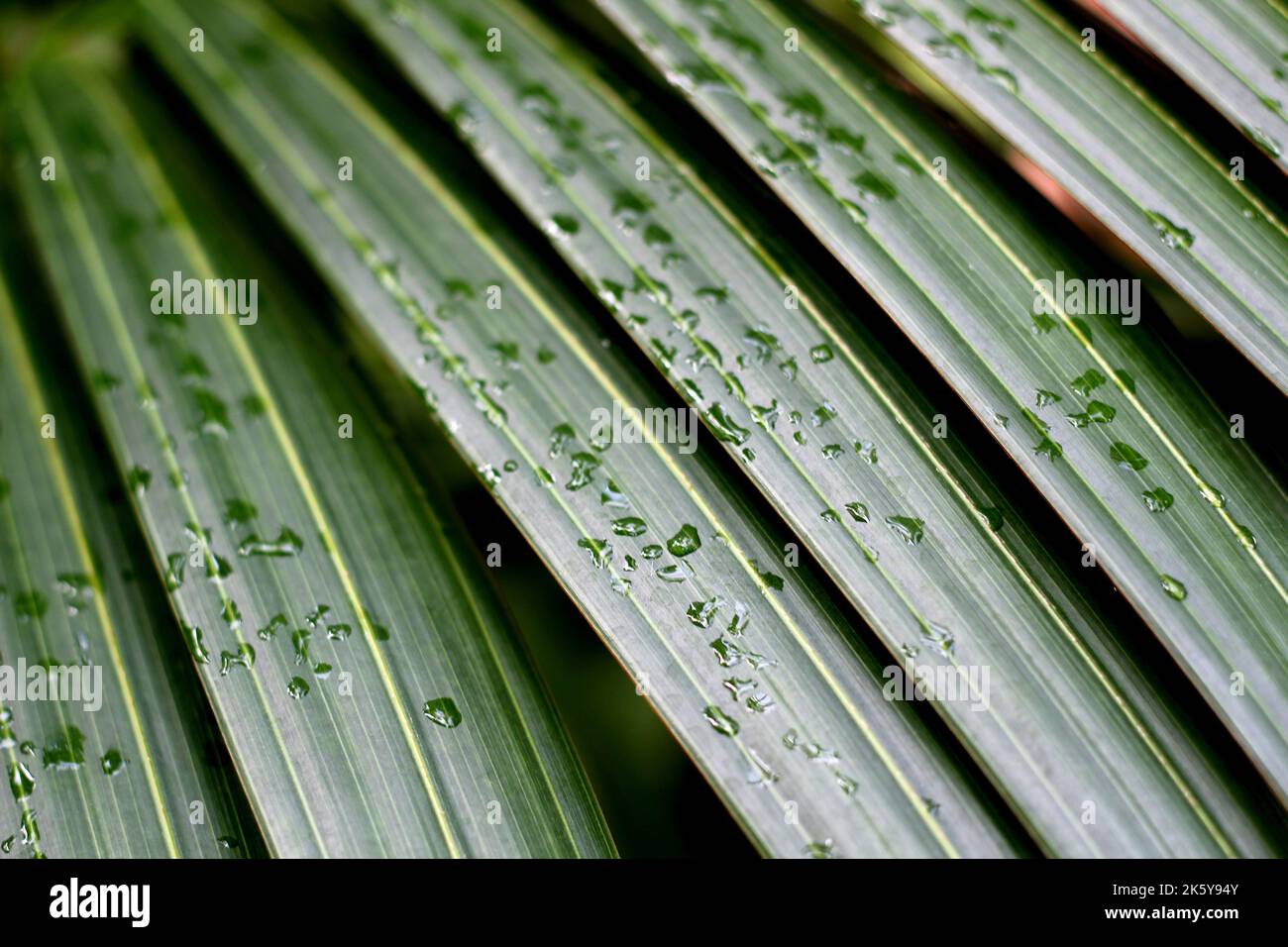 Abstract tropical palm tree scene Stock Photo - Alamy Abstract tropical palm tree scene Stock Photo - Alamy