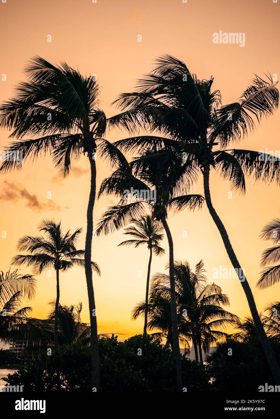 Sunset sky palms clouds hi-res stock photography and images - Alamy