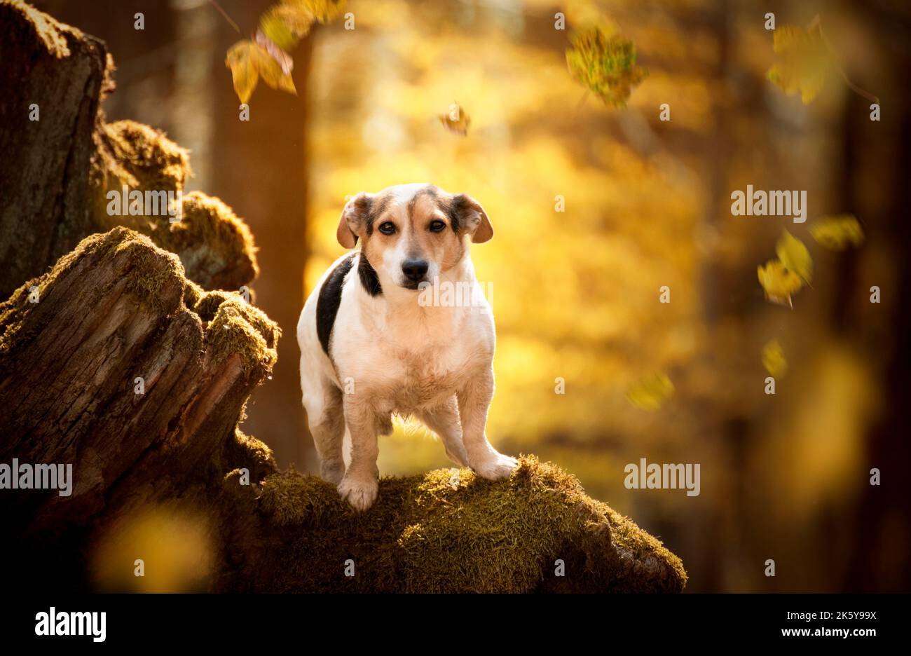 Jack russell terrier poses hi-res stock photography and images - Alamy
