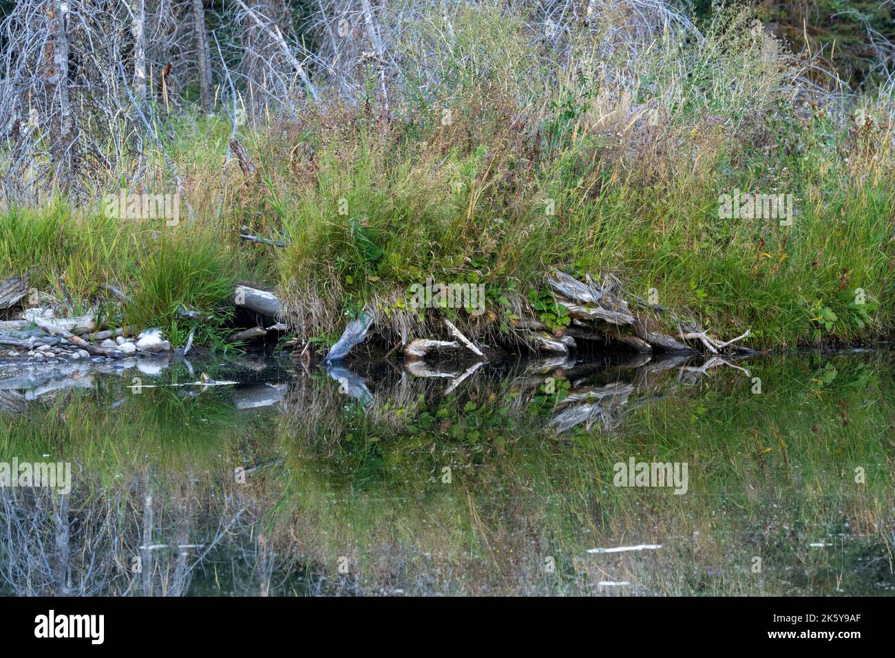 Grand Tetons National Park, Wyoming, USA. Snake River backed up by a ...