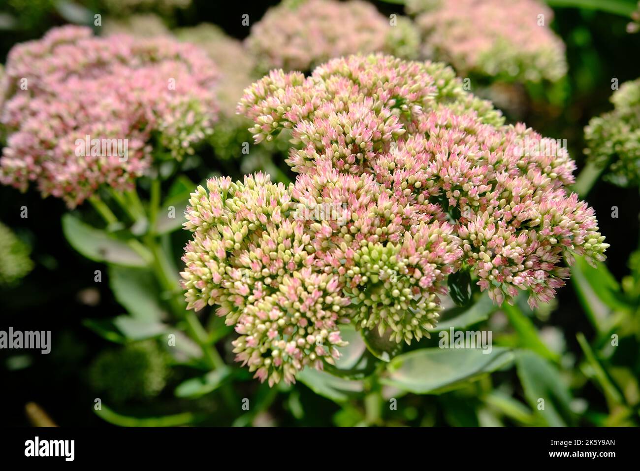 Hylotelphium telephium hi-res stock photography and images - Alamy