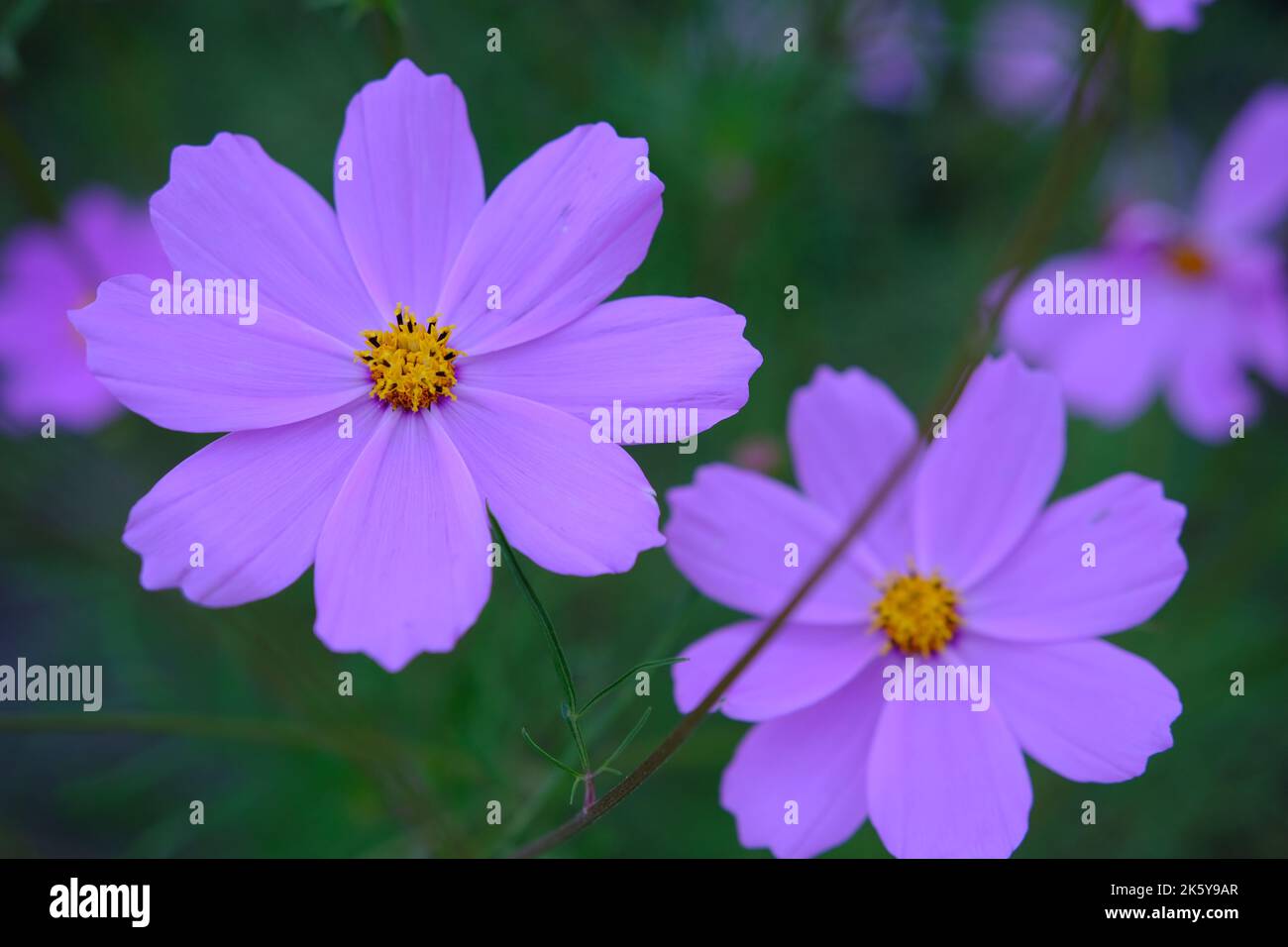 Bright pink cosmos aka aster flowers fin: kosmos kukka Stock Photo - Alamy