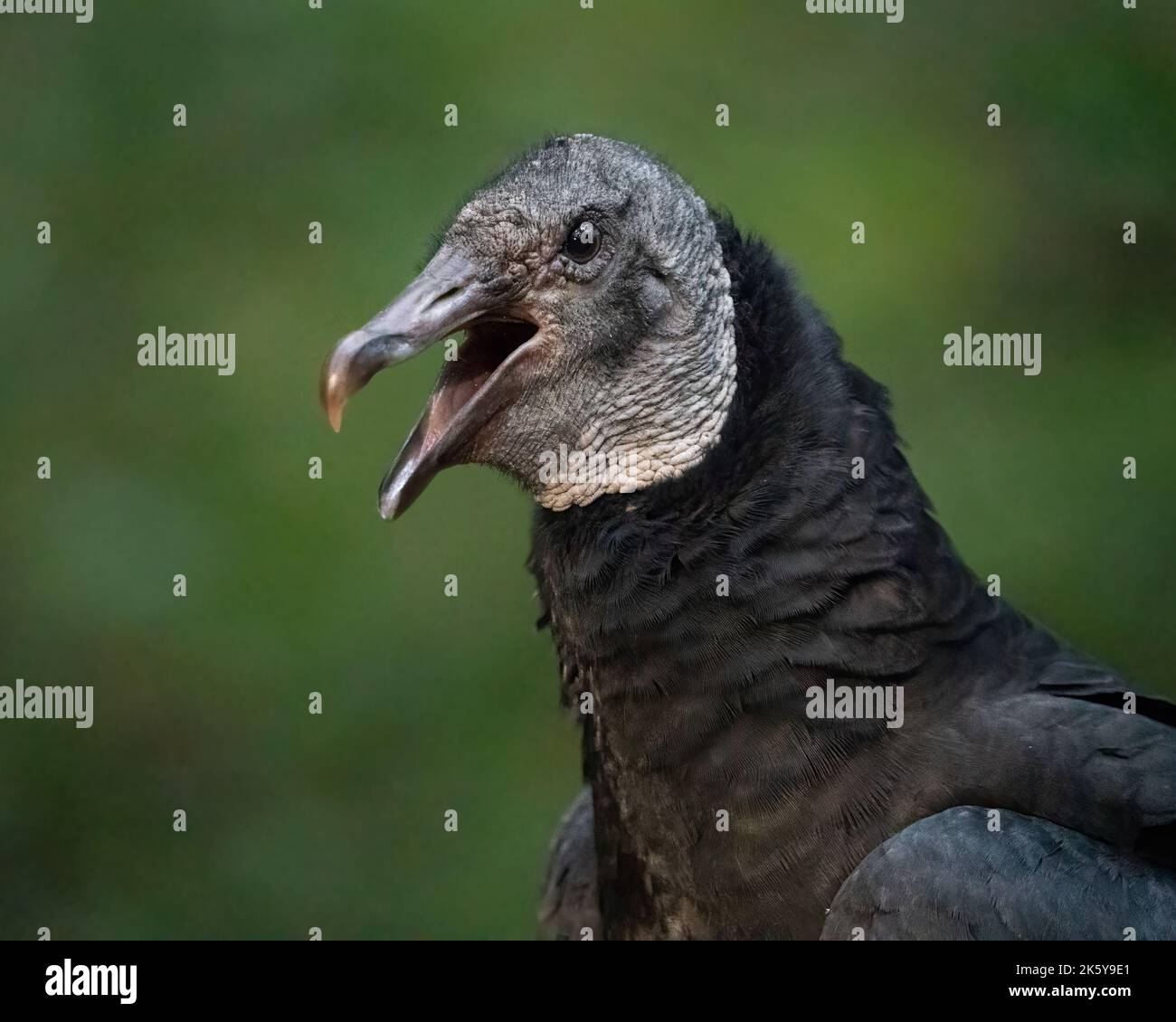 Vocalizing animals hi-res stock photography and images - Alamy