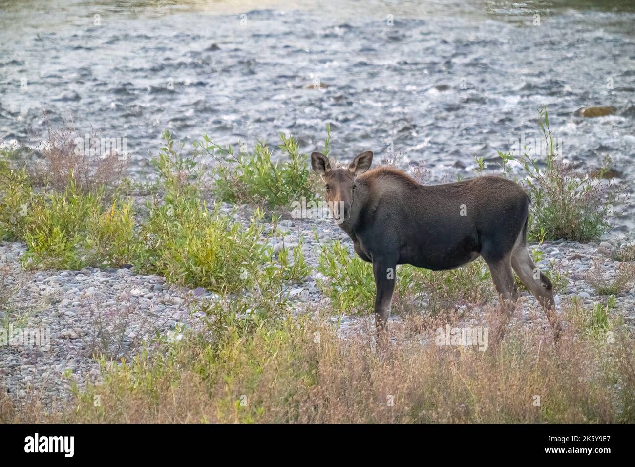 Grand Teton National Park, Wyoming, USA. Baby moose calf beside Gros ...