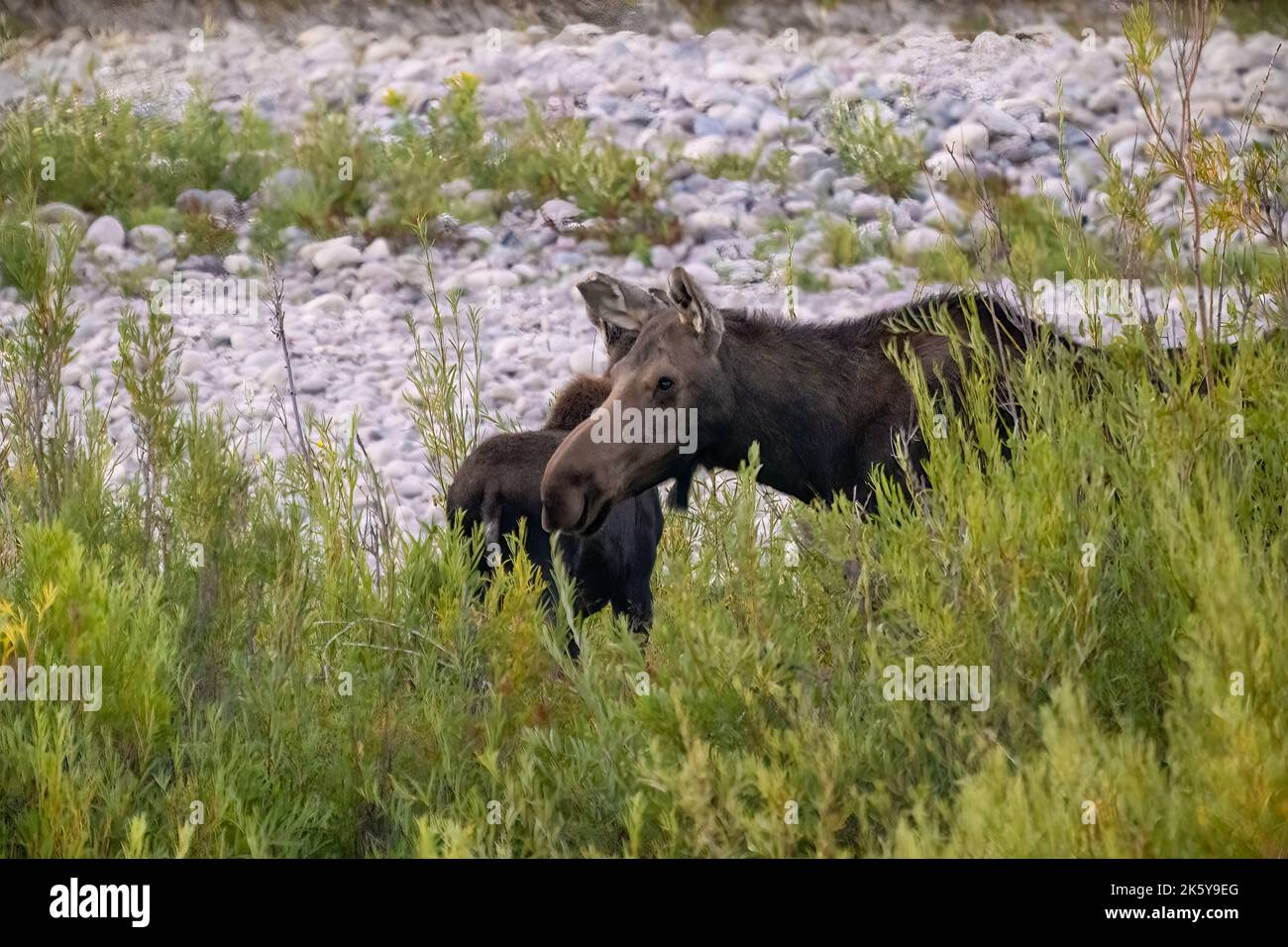 Grand Teton National Park, Wyoming, USA. Mother and baby moose beside ...