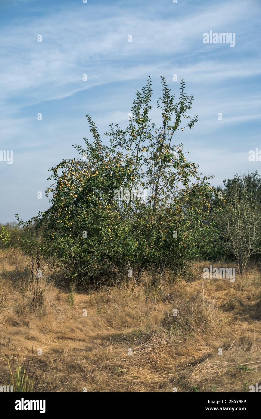 Apple Tree in Washington State Stock Photo - Alamy