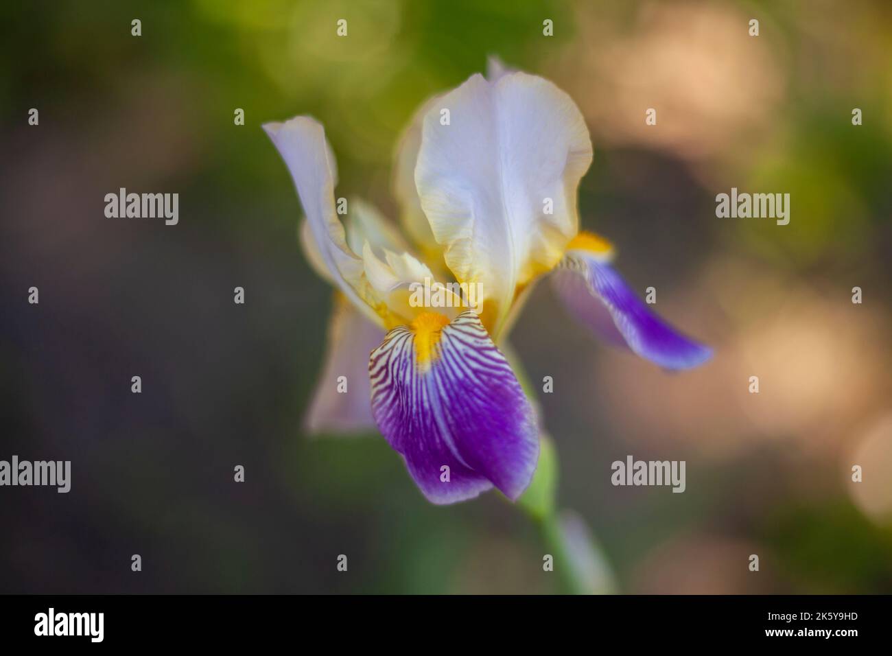 Violet bright hi-res stock photography and images - Alamy