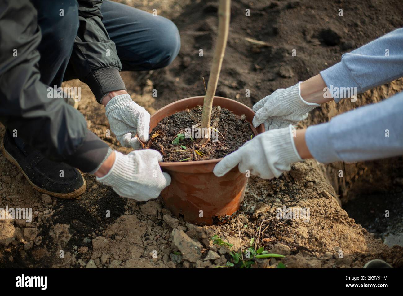 Planting seedlings in ground. Planting plants in ground Stock Photo - Alamy