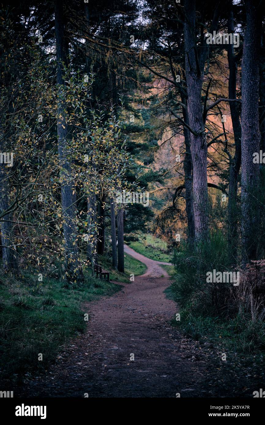 A vertical shot of a path in a forest Stock Photo - Alamy
