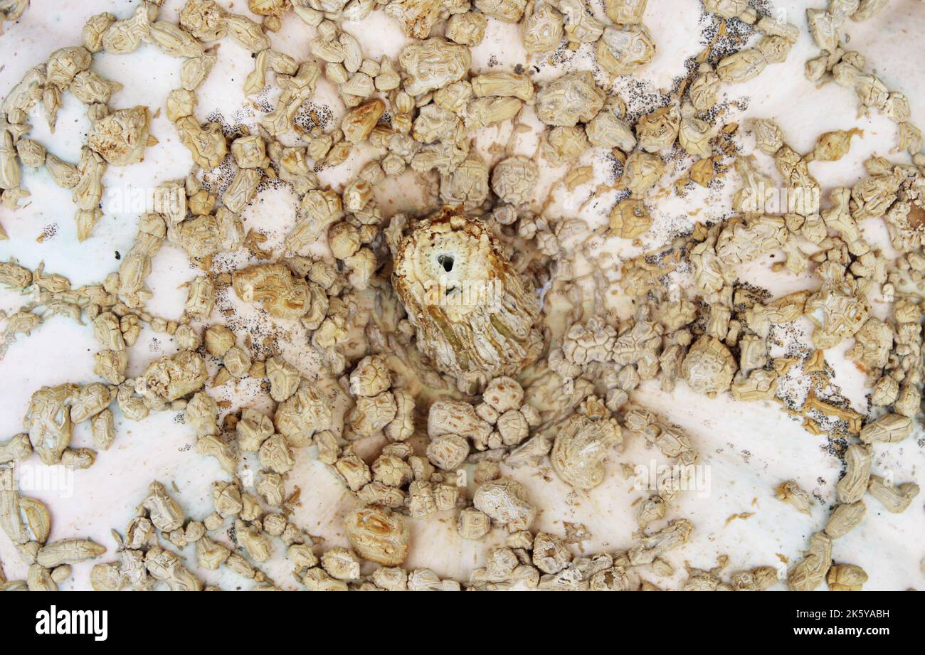 A Close-Up on the Bumps on a White Winter Squash Stock Photo - Alamy