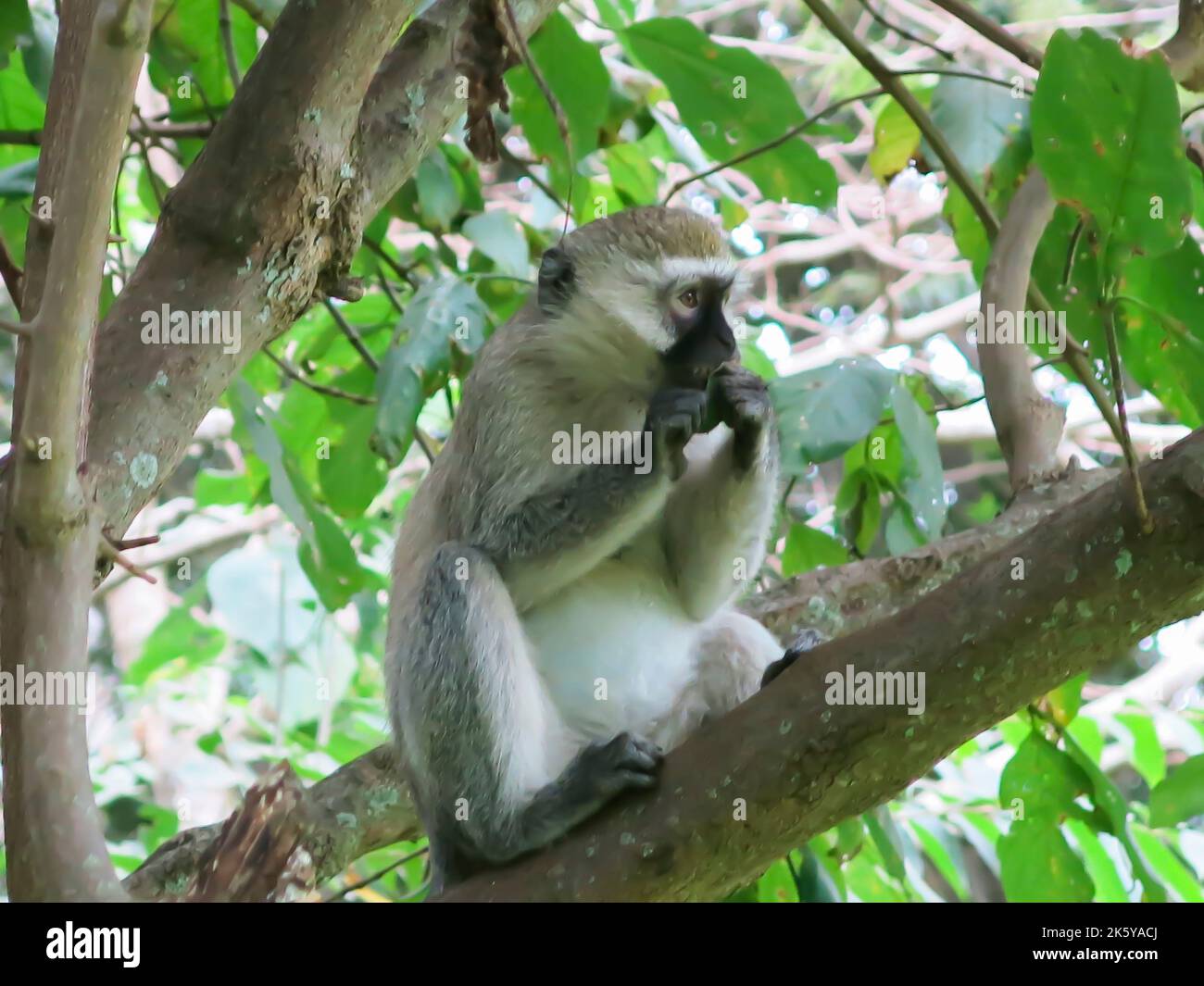 Monkey in tree eating hi-res stock photography and images - Alamy