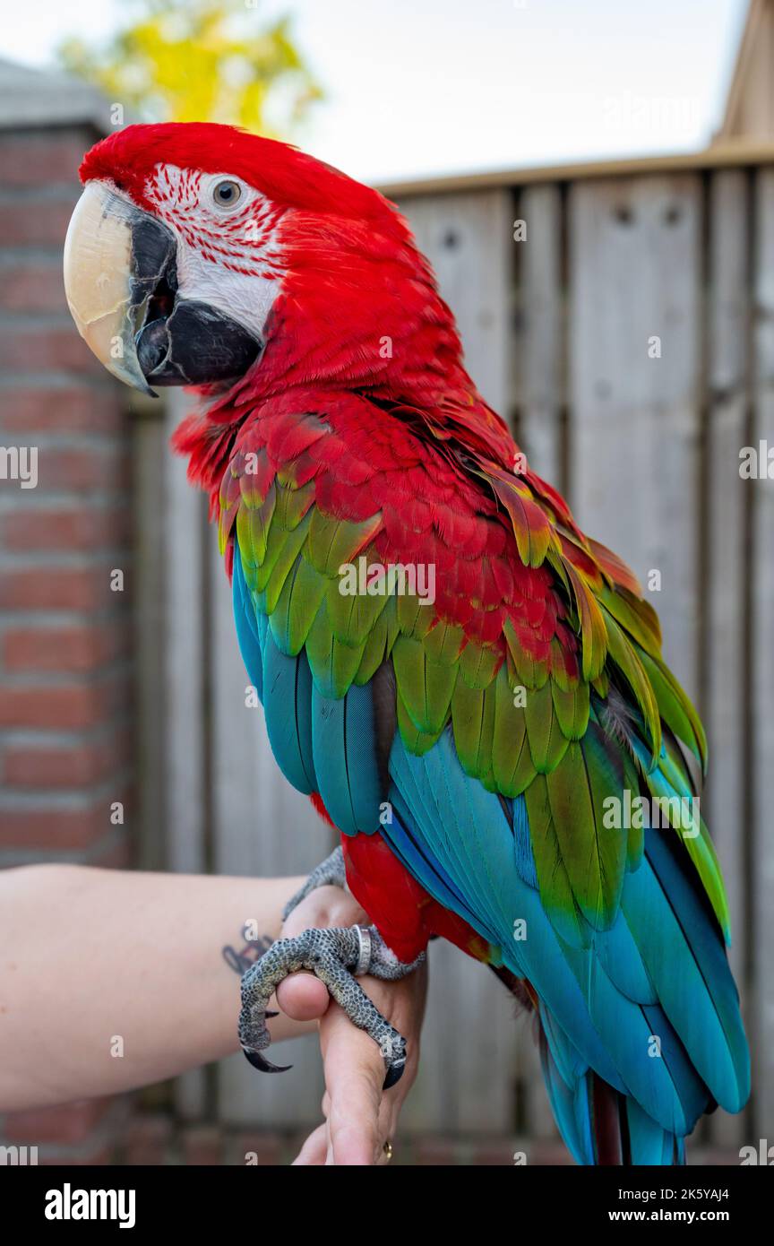 Large colorful South American macaw ara parrot sitting outdoor close up ...