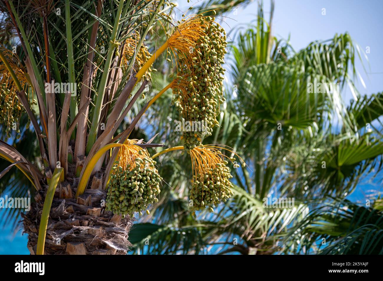 Date palm trees with fruits and blue sea on background Stock Photo - Alamy