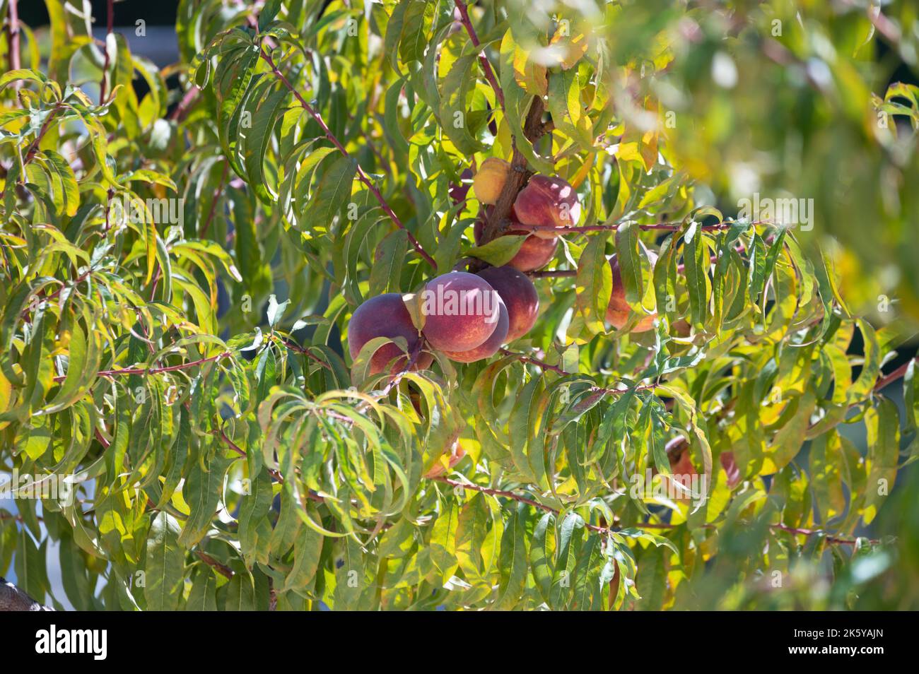 Fruit orchard on Cyprus with plantation of peach trees with big ripe ...
