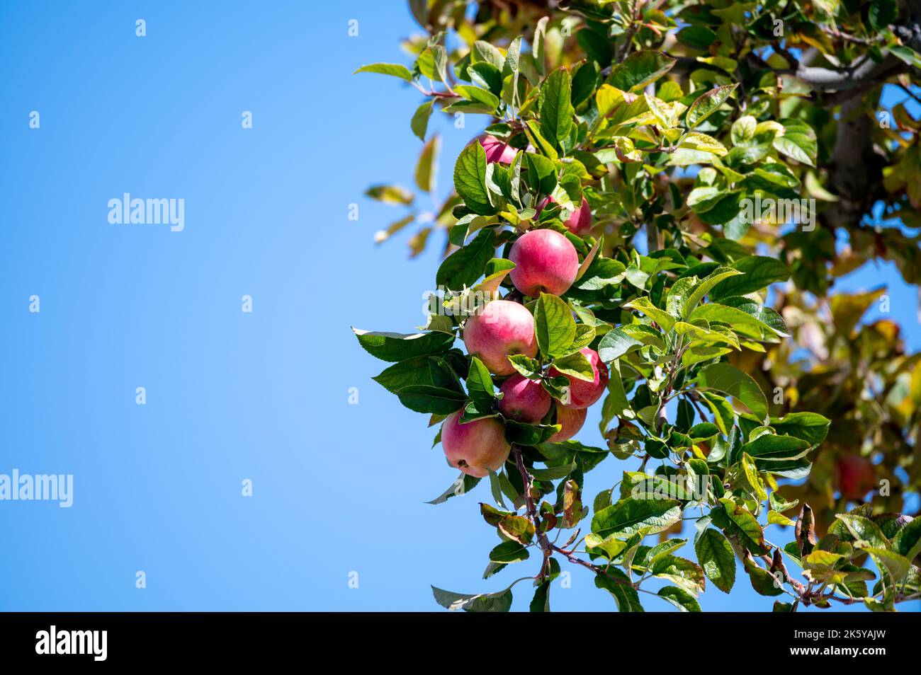 Fruit orchard on Cyprus with apple trees with small red fruits Stock ...
