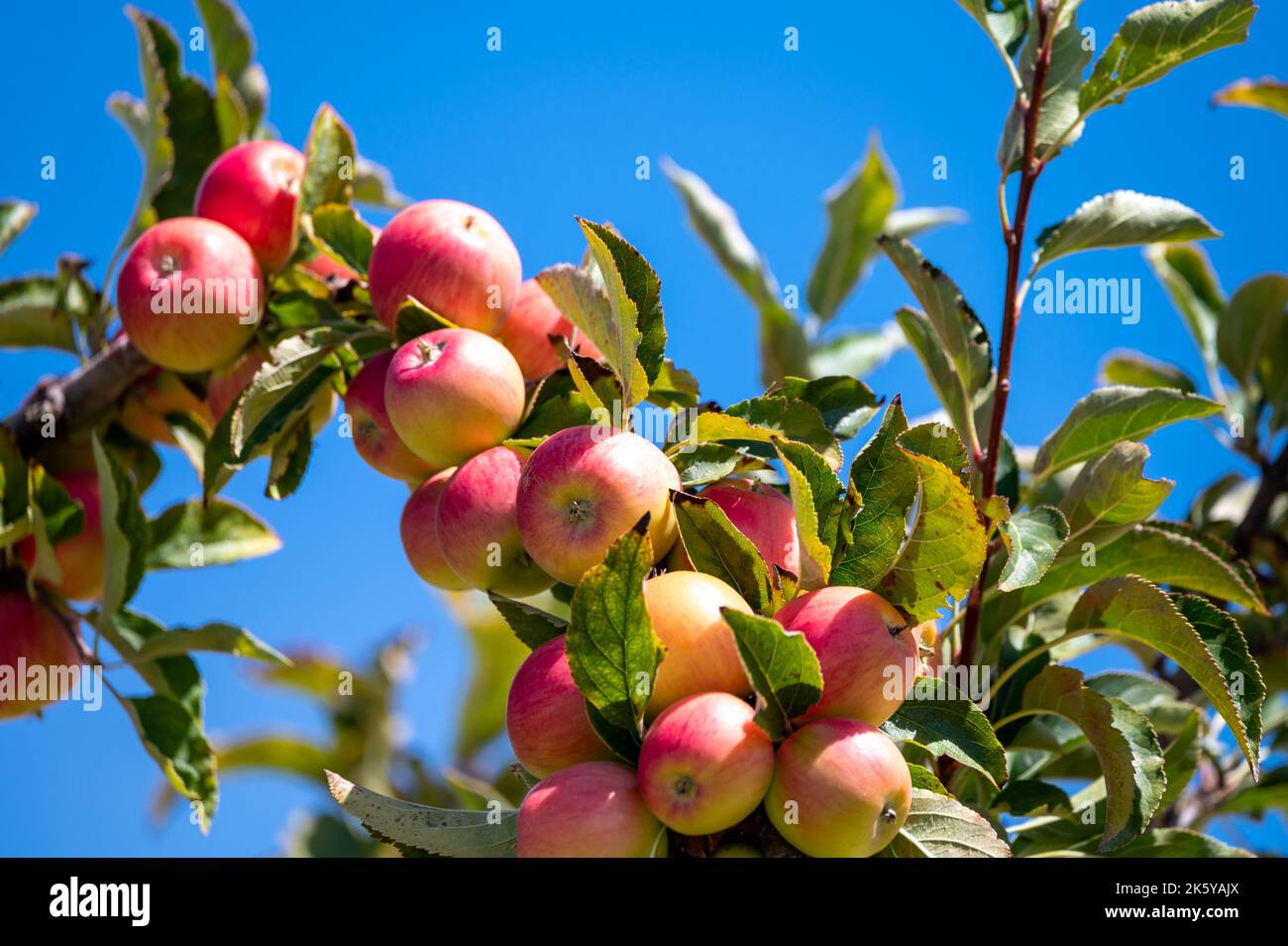 Fruit orchard on Cyprus with apple trees with small red fruits Stock ...