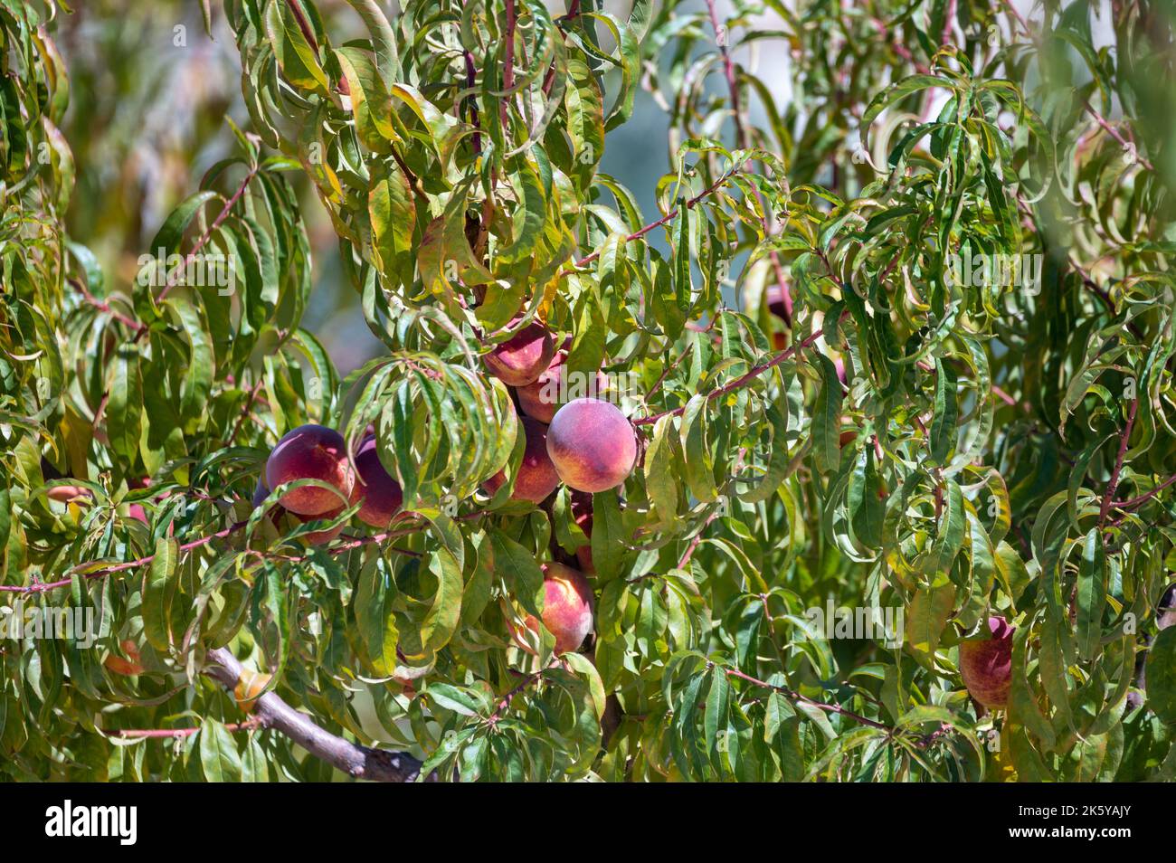 Fruit orchard on Cyprus with plantation of peach trees with big ripe ...