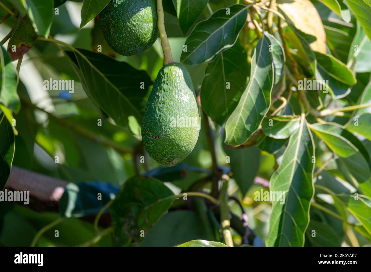 Ripe green hass avocadoes hanging on tree, ready to harvest, avocado ...