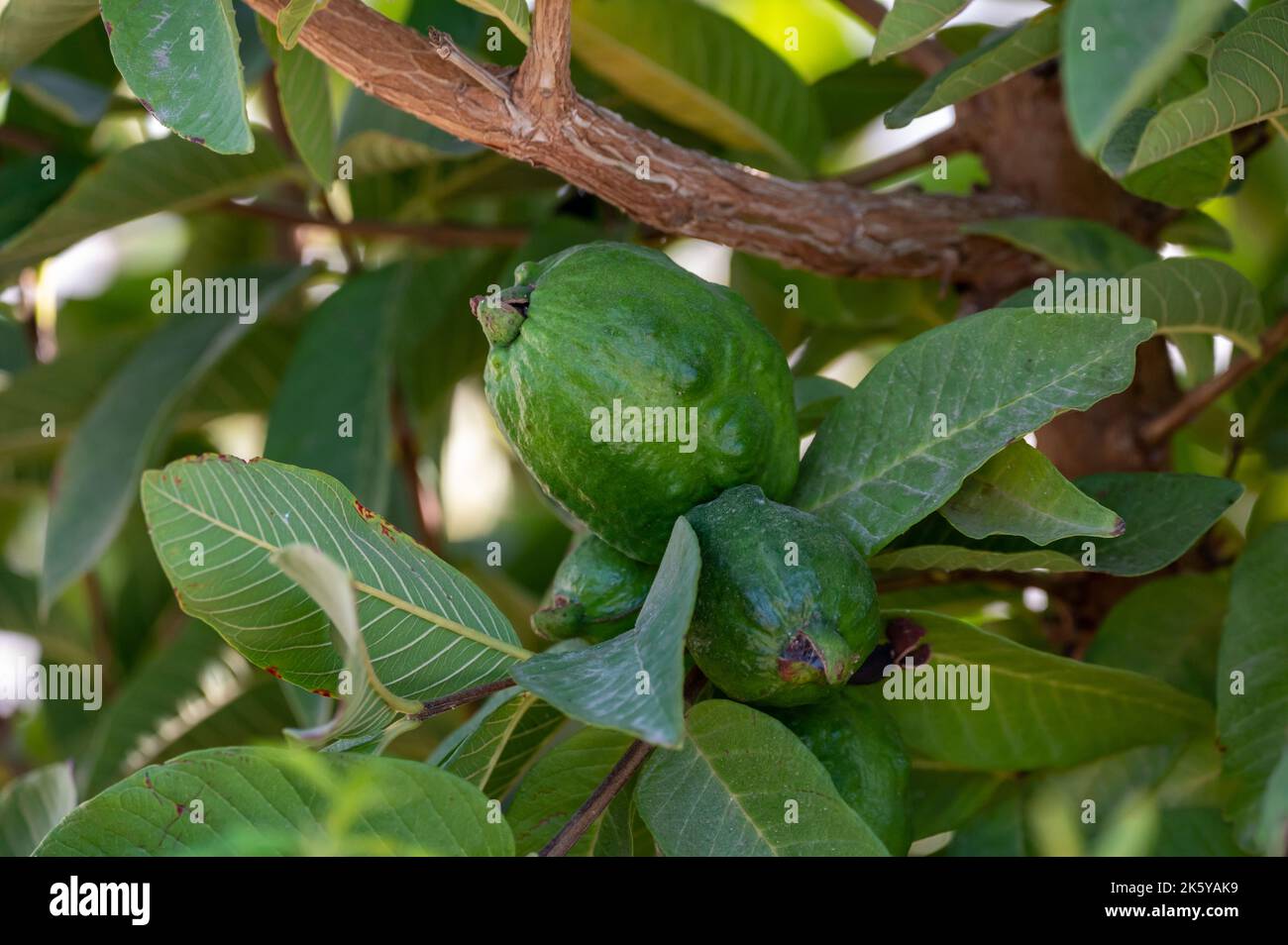 Common guava tropical plant with tasty aromatic fruits growing near ...