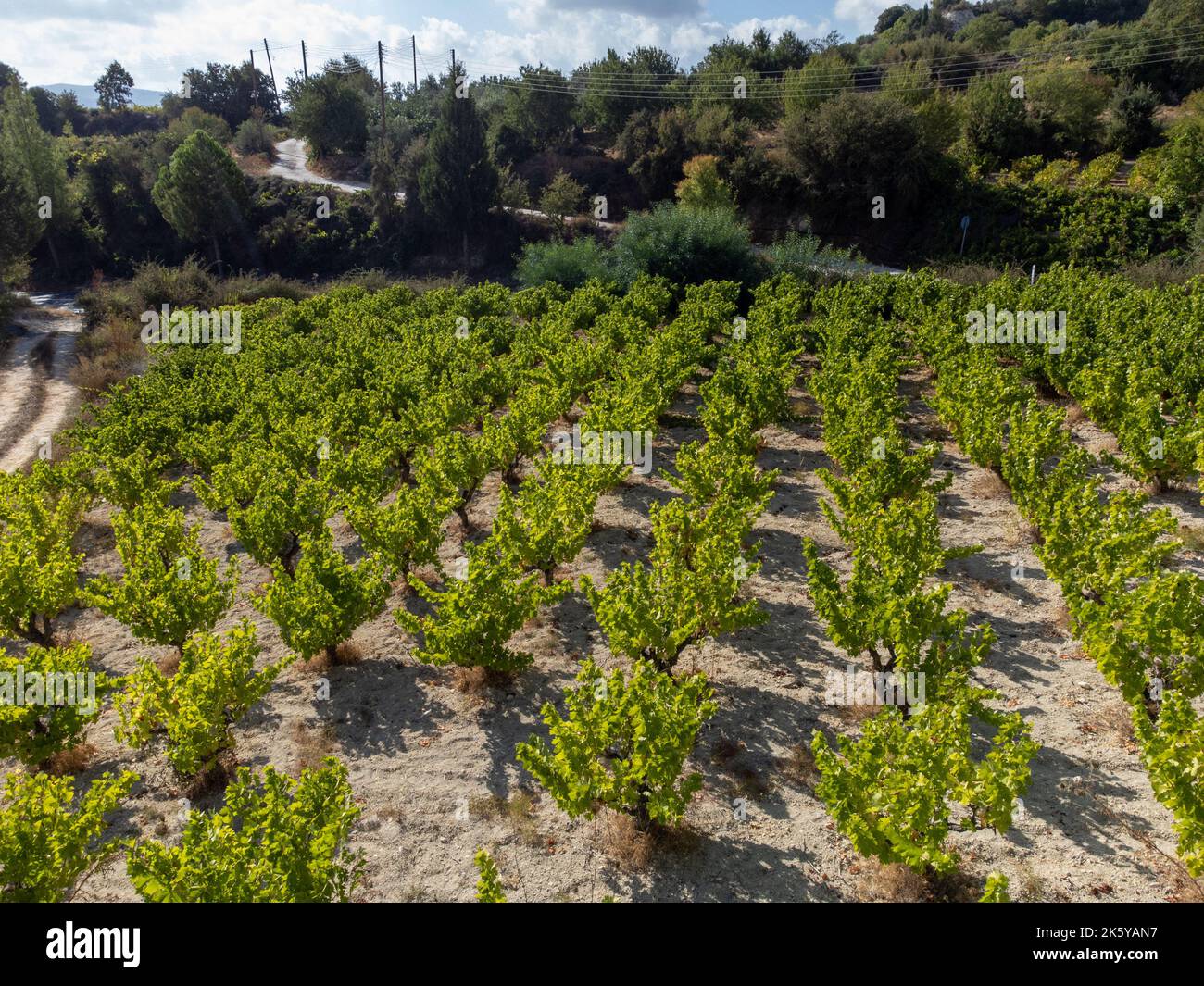 Mavro grapes hi-res stock photography and images - Alamy