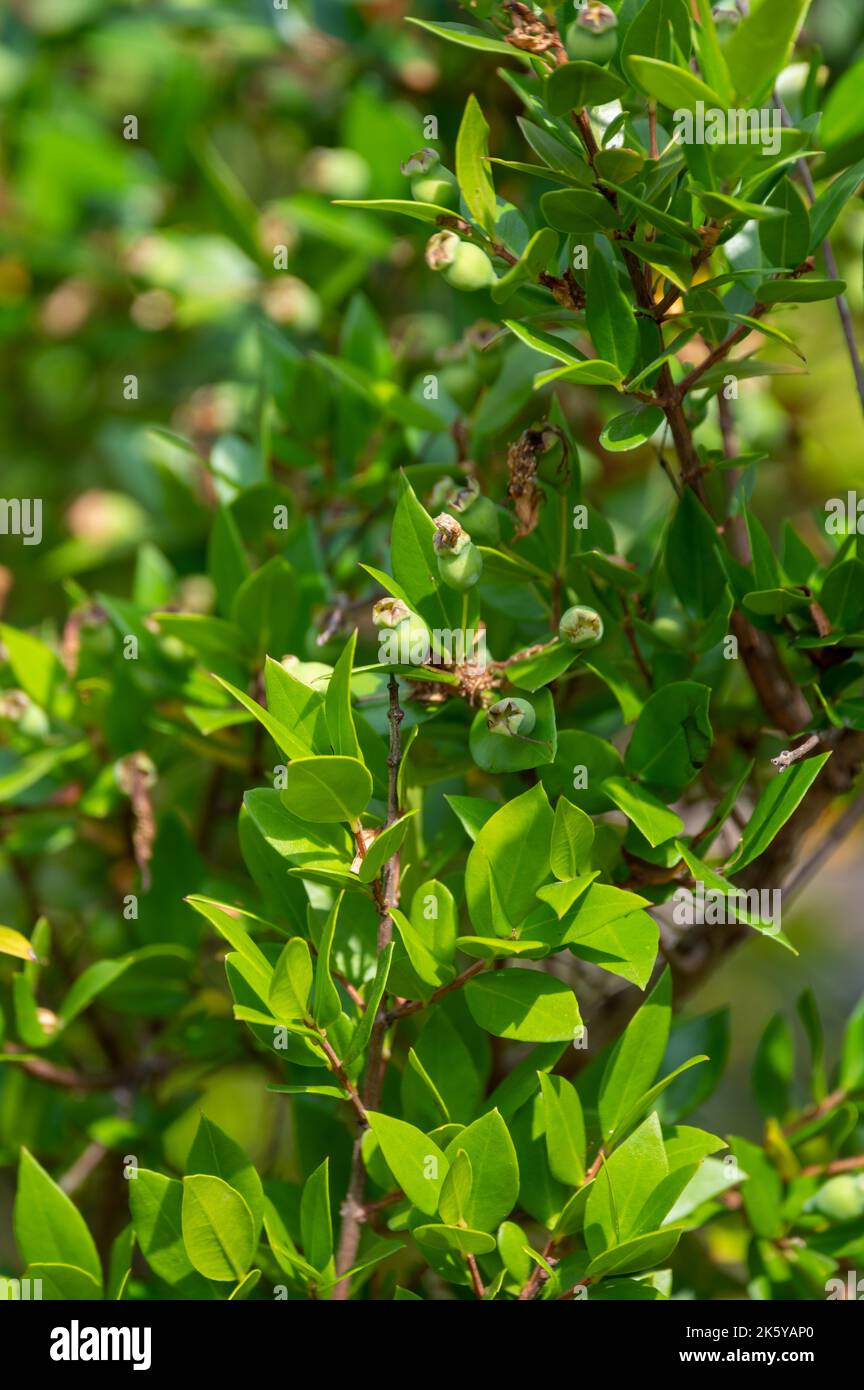 Botanical collection, leaves and berries of myrtus communis or true ...